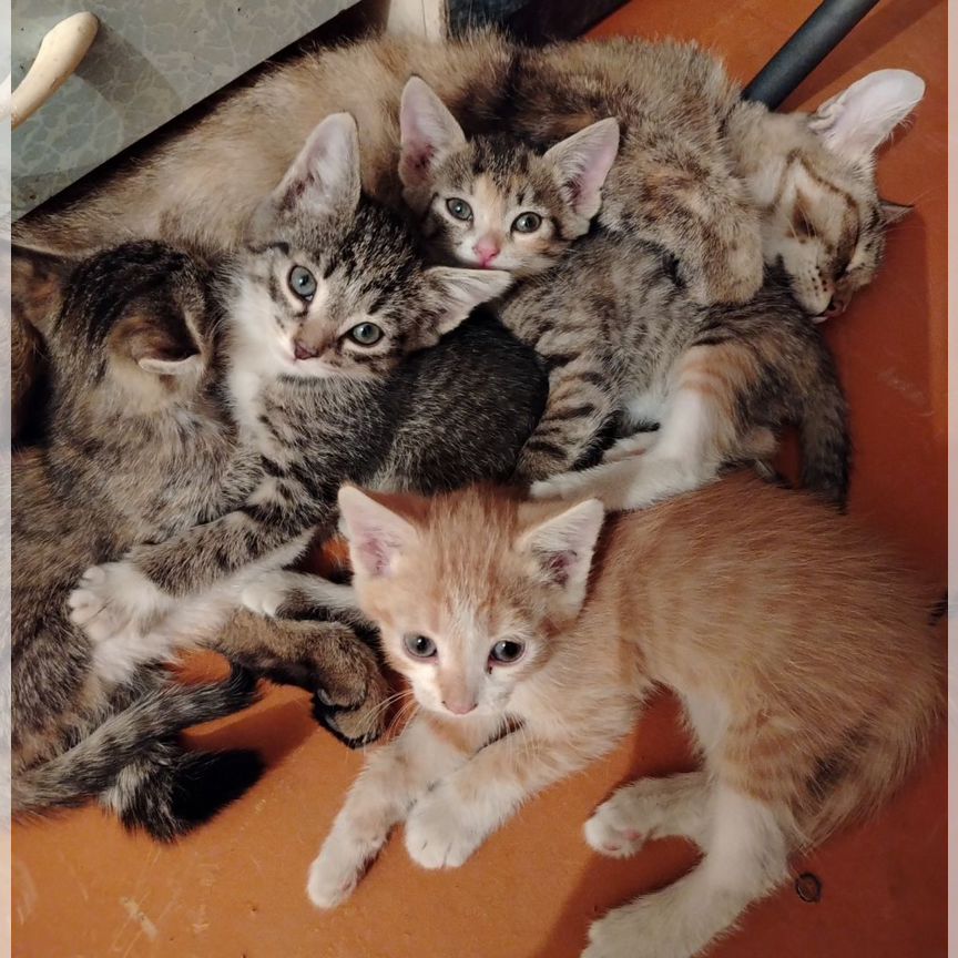 Котёнок в добрые руки