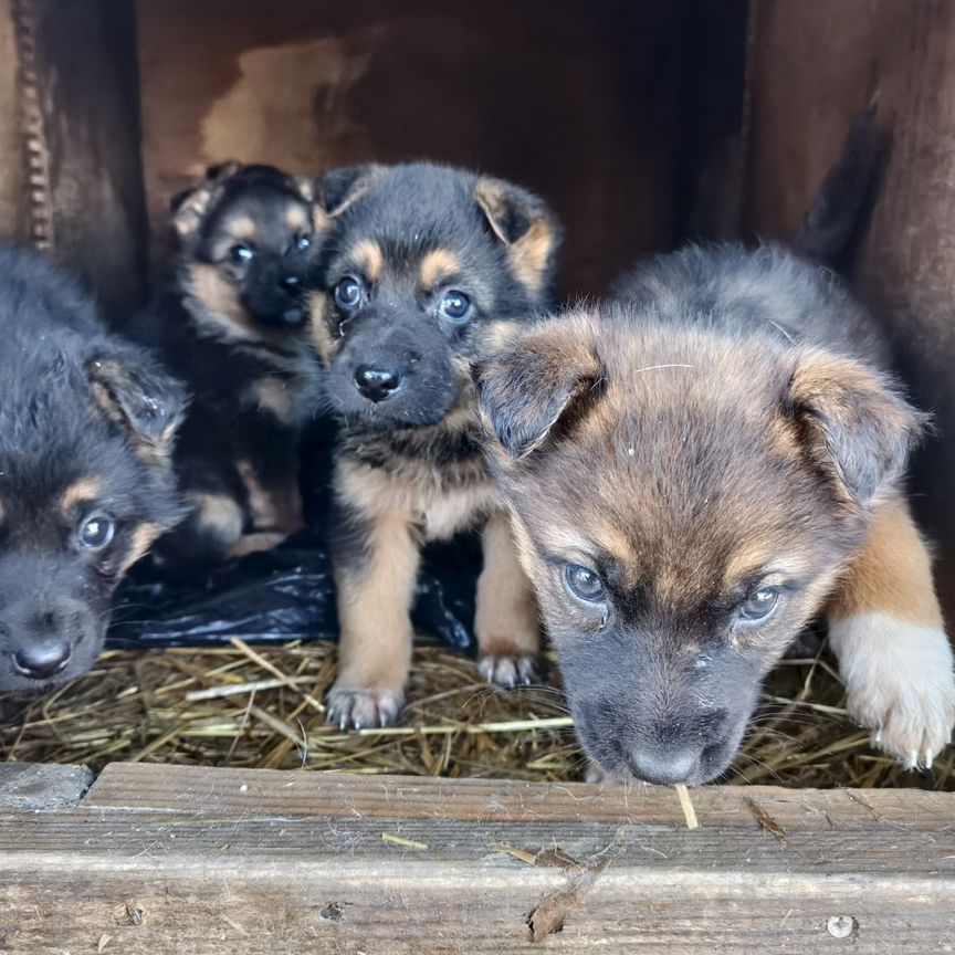 Немецкая овчарка, щенок