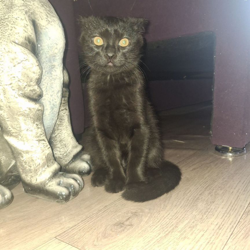 Шотландский вислоухий короткошёрстный котёнок