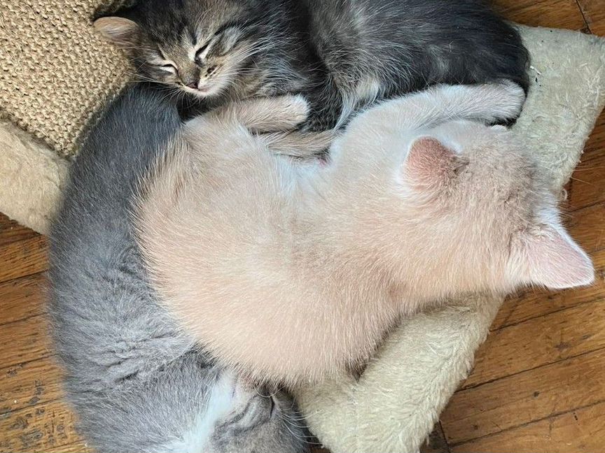 Котята в дар 1р