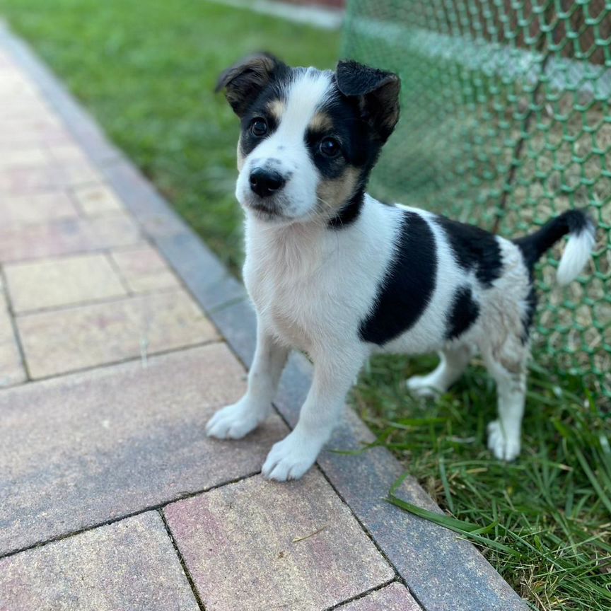 Щенки в добрые руки