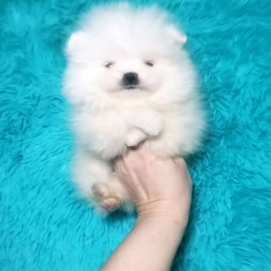 Померанский шпиц, щенок