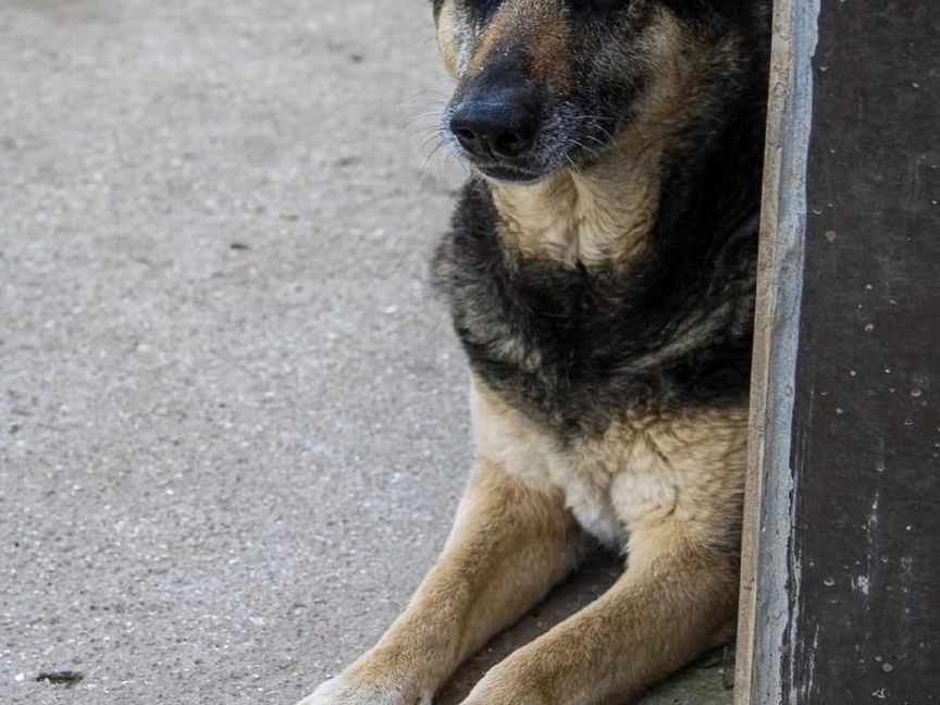 Мушка ищет верного друга