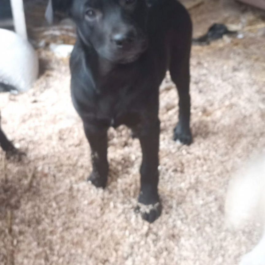 Девочка Лари 3,5 месяца вырастет не большая