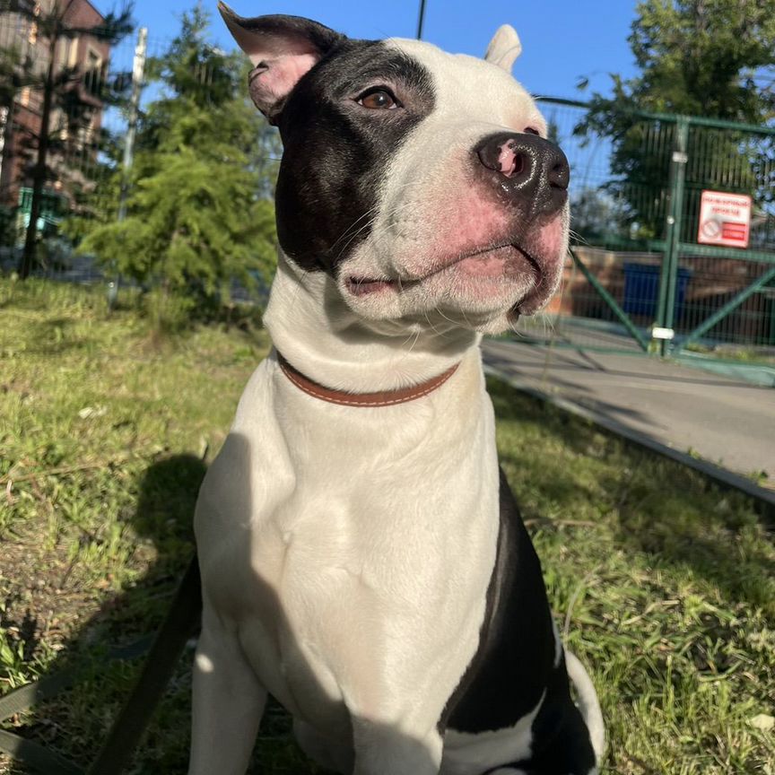 Кобель для вязки Стаффордширский терьер