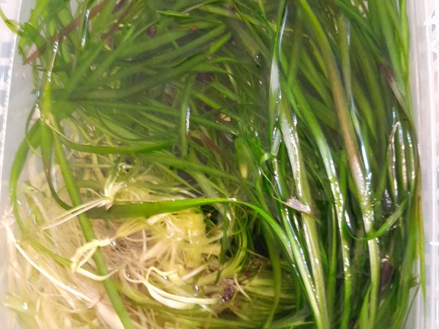 Аквариумные растения. Цена за всё