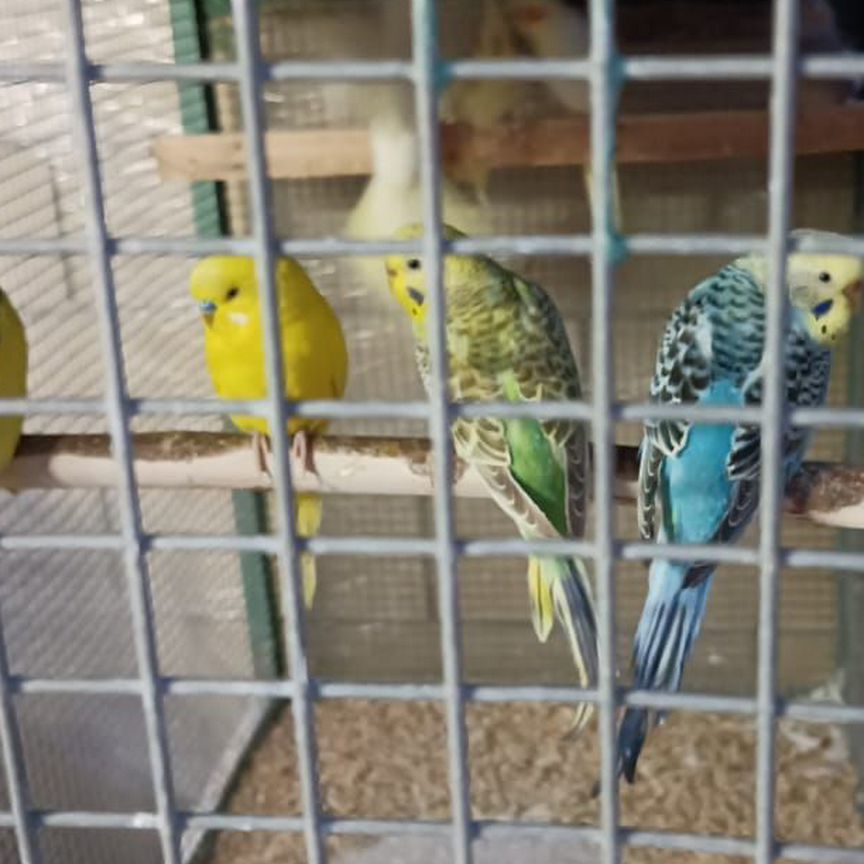 Волнистые попугаи