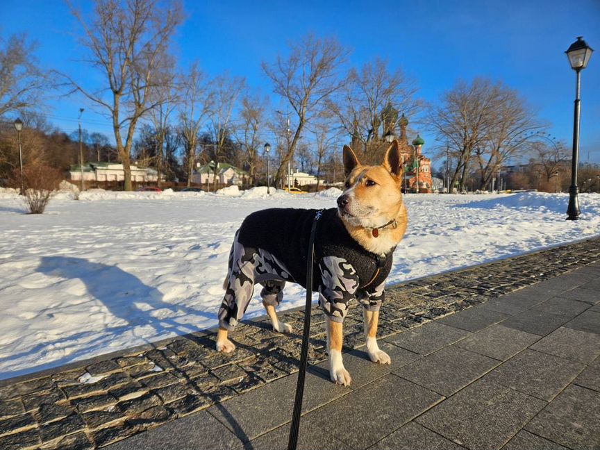Собака в добрые руки из приюта