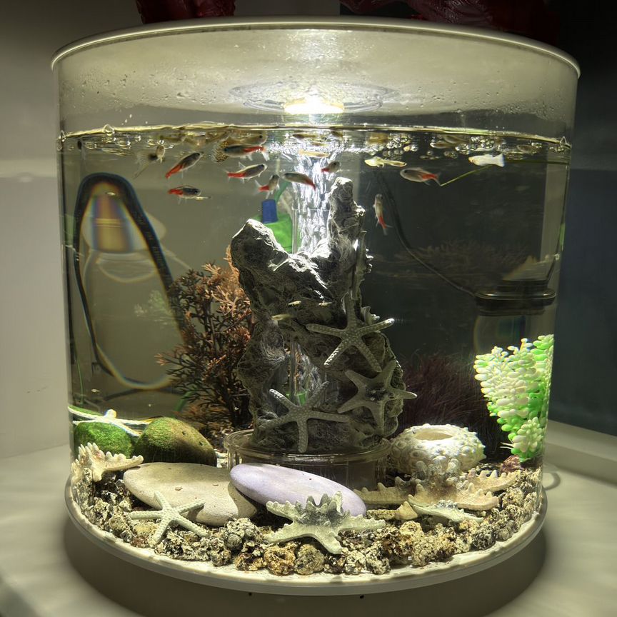 Аквариум с рыбками