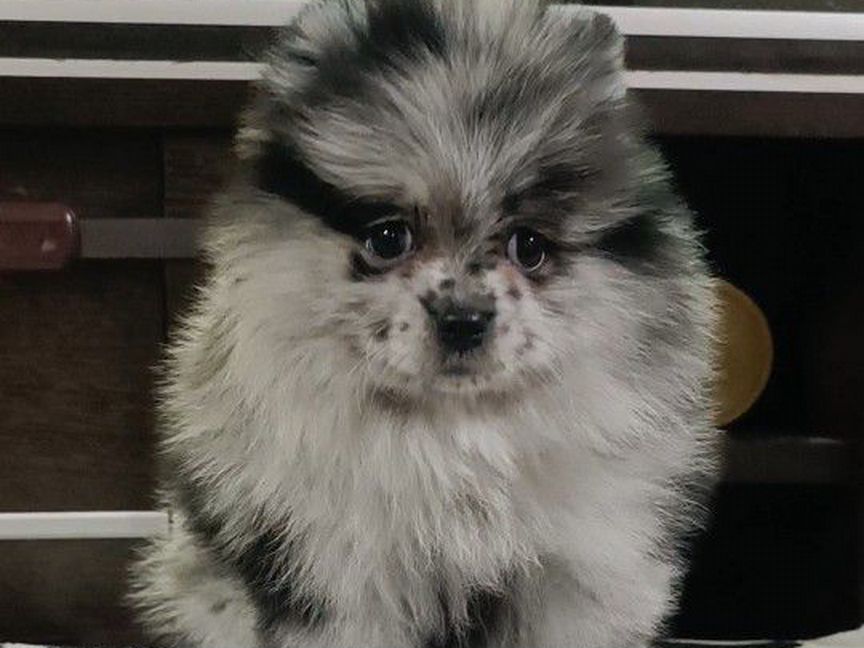 Девочка-сказочная красота