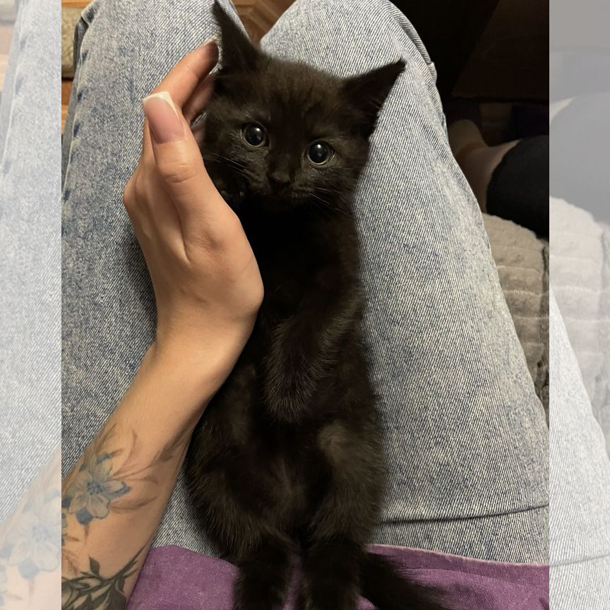 Черный котенок девочка