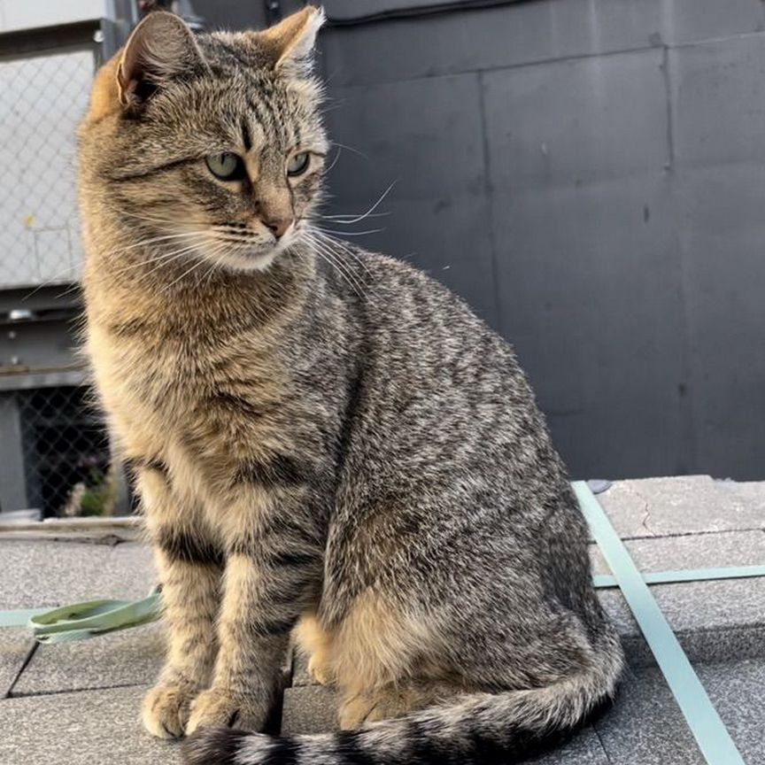 Молодая кошечка, 1,5-2 года