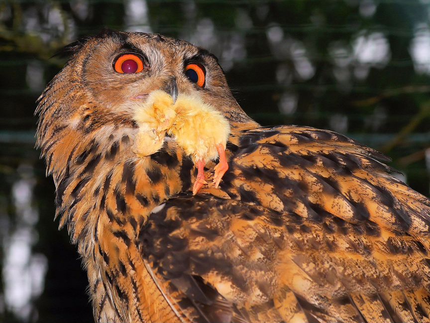 Корм для хищников