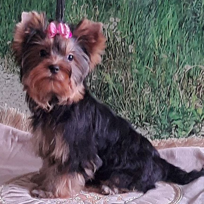 Йоркширский терьер, щенок