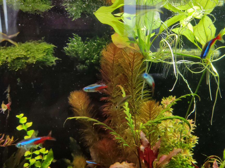 Аквариумные растения