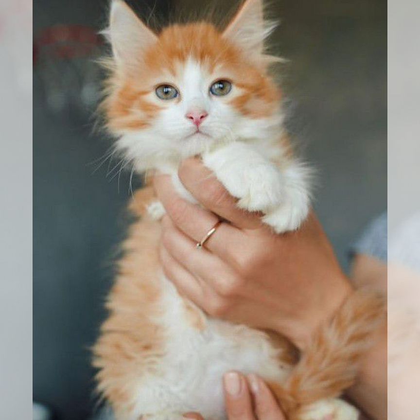 Котята бесплатно в дар в добрые руки