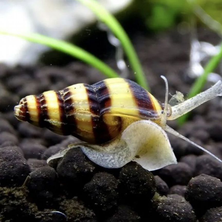 Улитка хелена