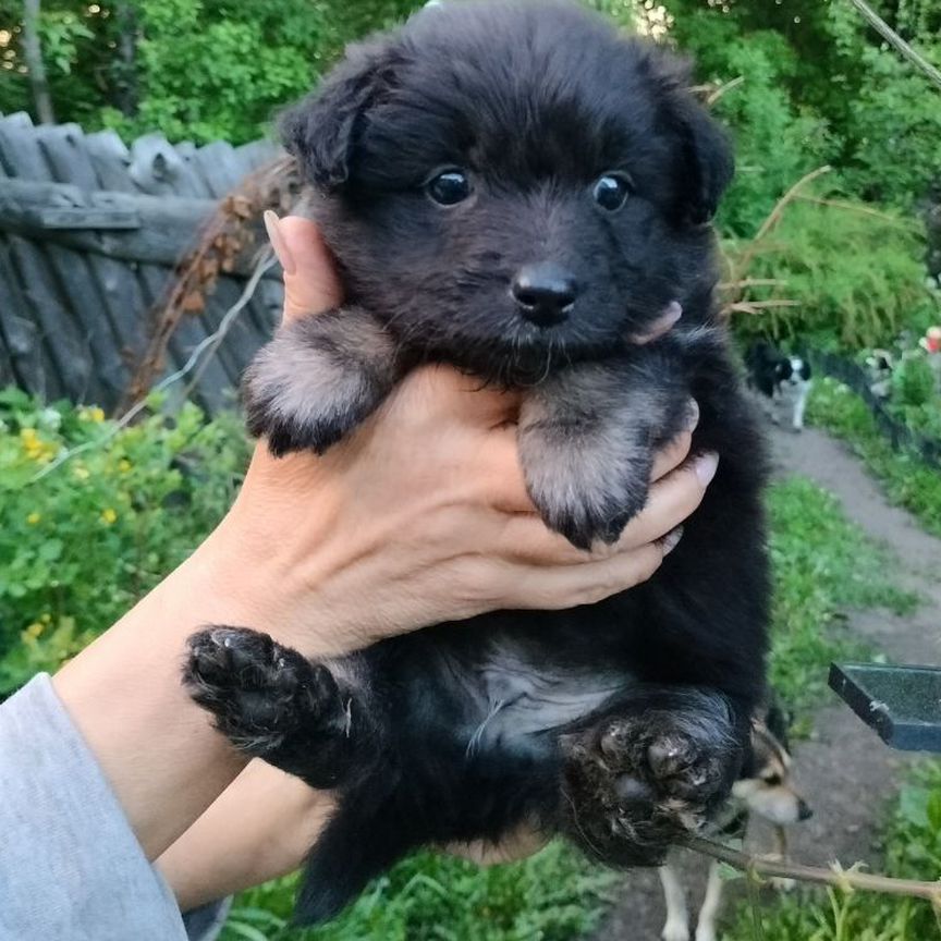 Щенок в добрые руки