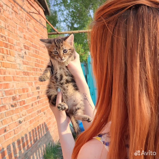 Отдам бесплатно животные