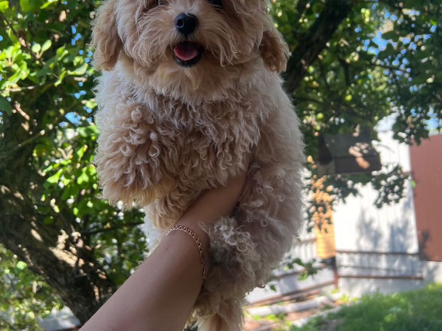 Мальтипу ф1 мальчик курносик Корея мини