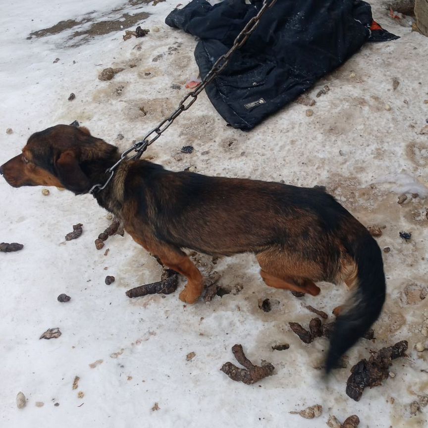 Взрослый пёс в добрые руки