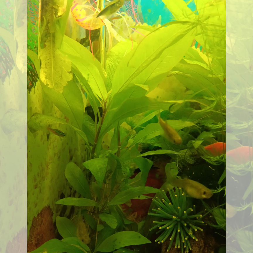 Набор аквариумных растений