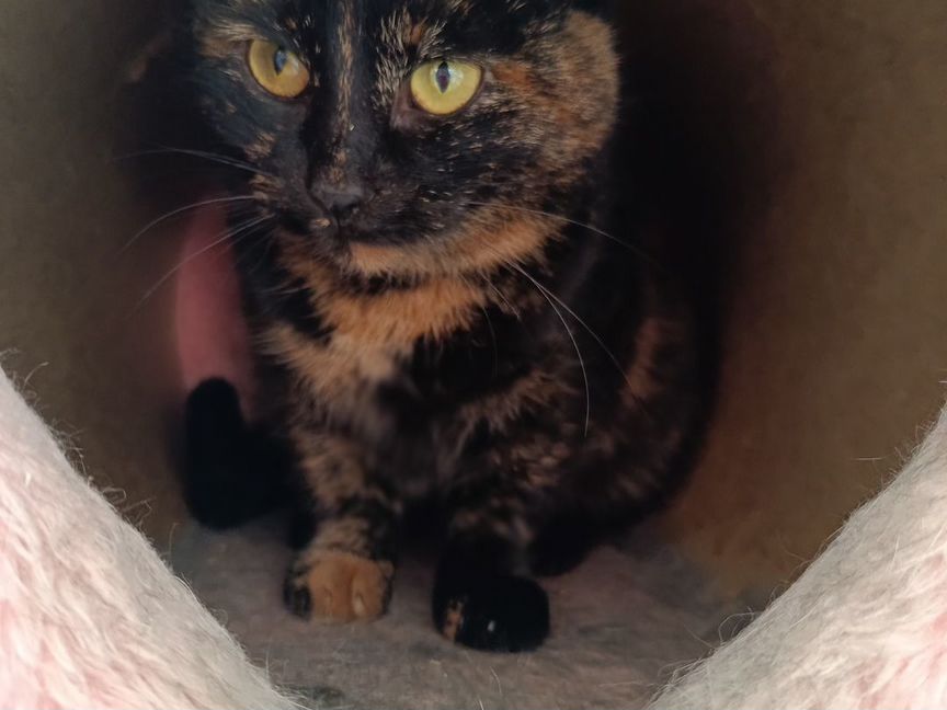 Пристраивается кошечка из Кото-Кафе "33 кота"