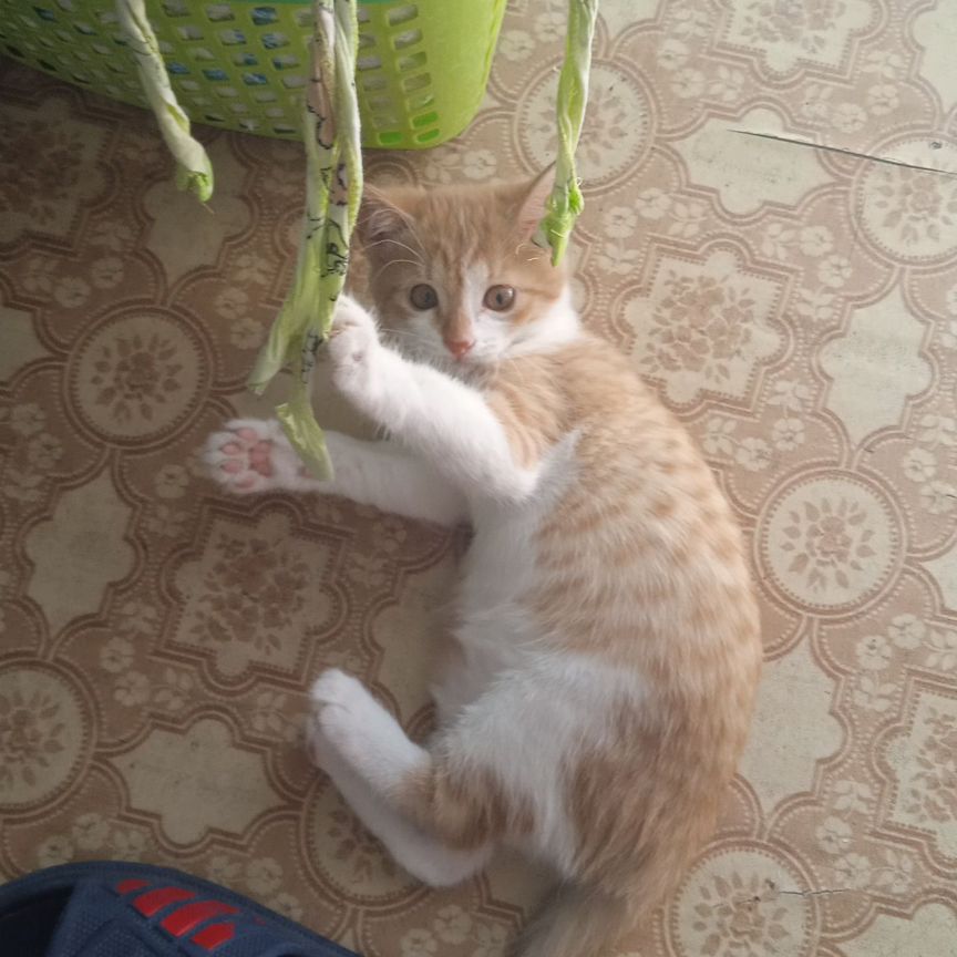 Кошка