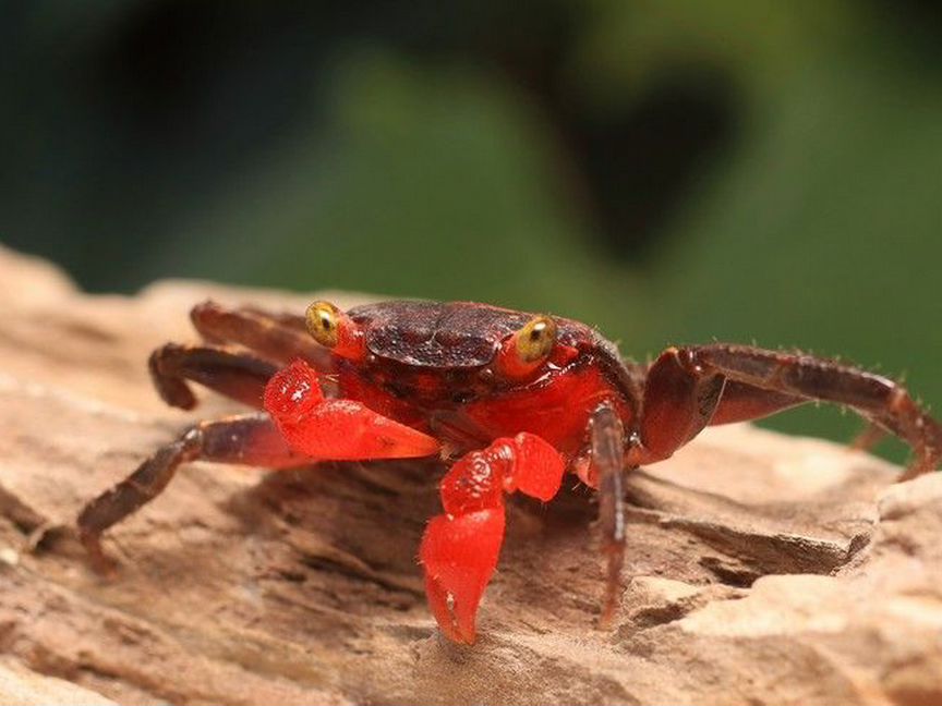 Краб красный дьявол