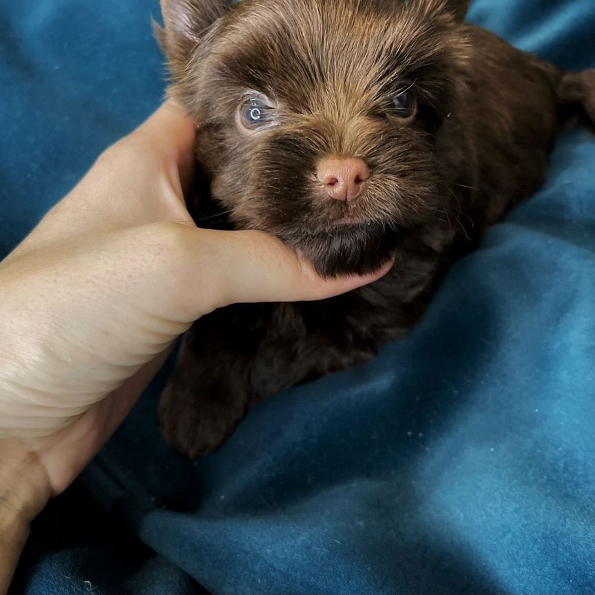 Шоколадный йорк мини