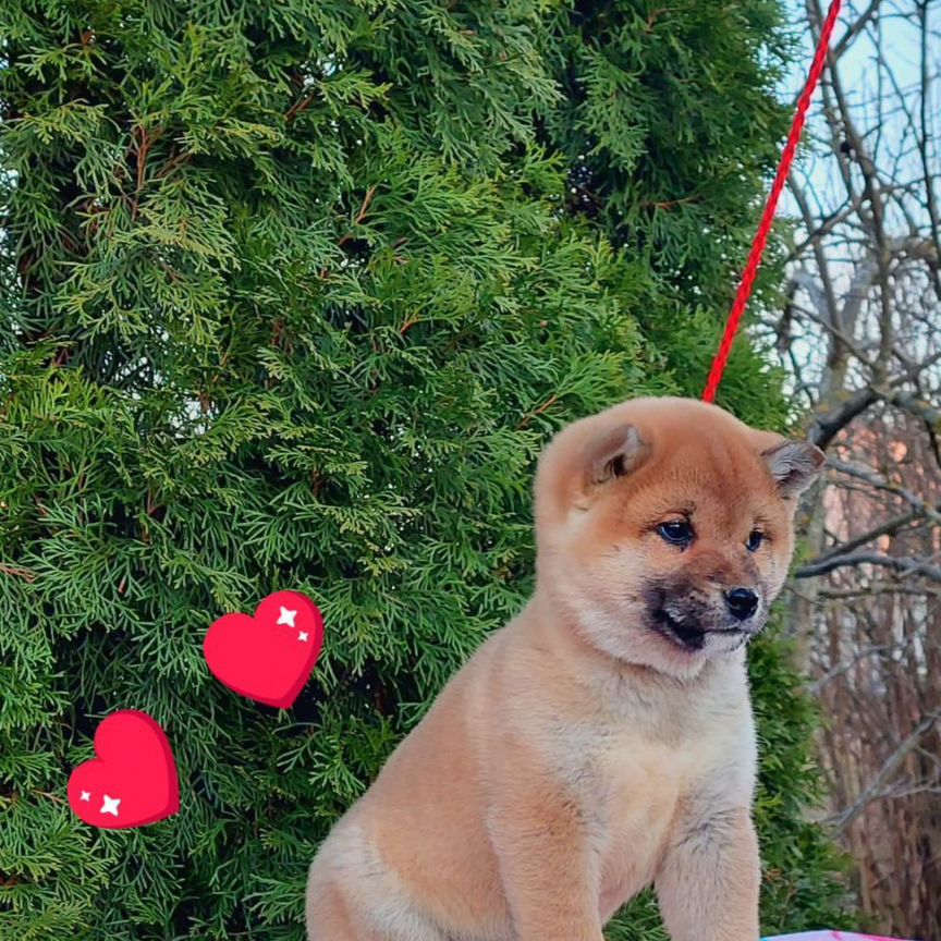 Щенки сиба ину