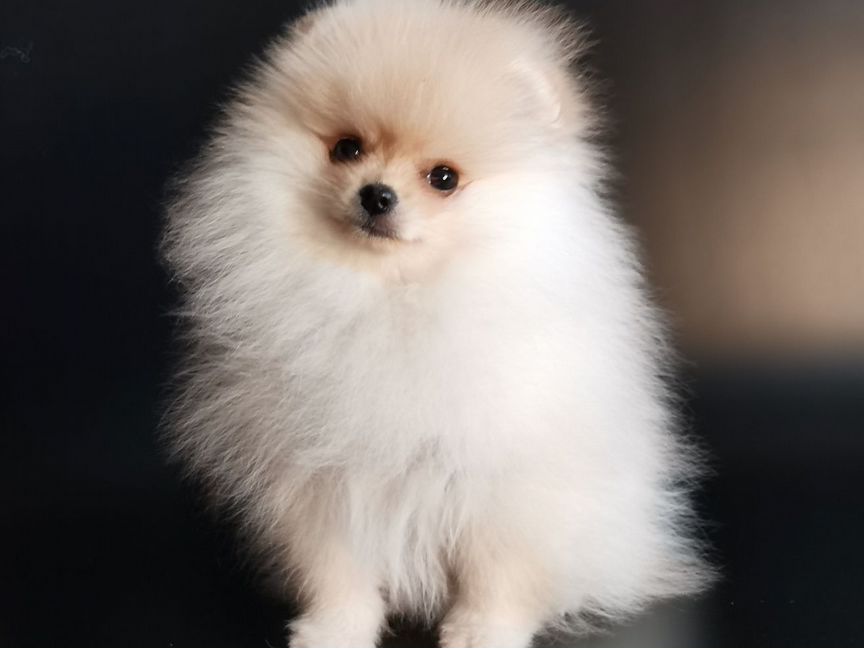 Померанский шпиц супер миник