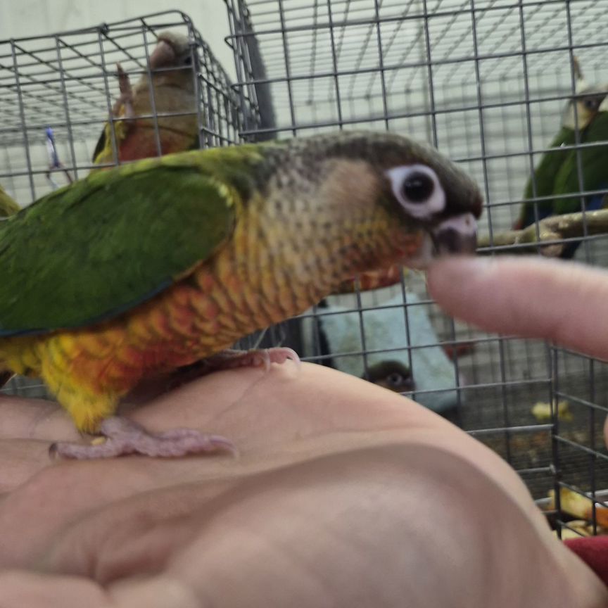 Попугай Пиррура птенцы Выкормыши Ручные