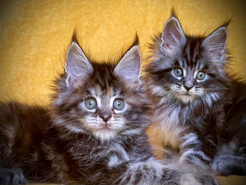 Котята мейн-кун от чемпионов
