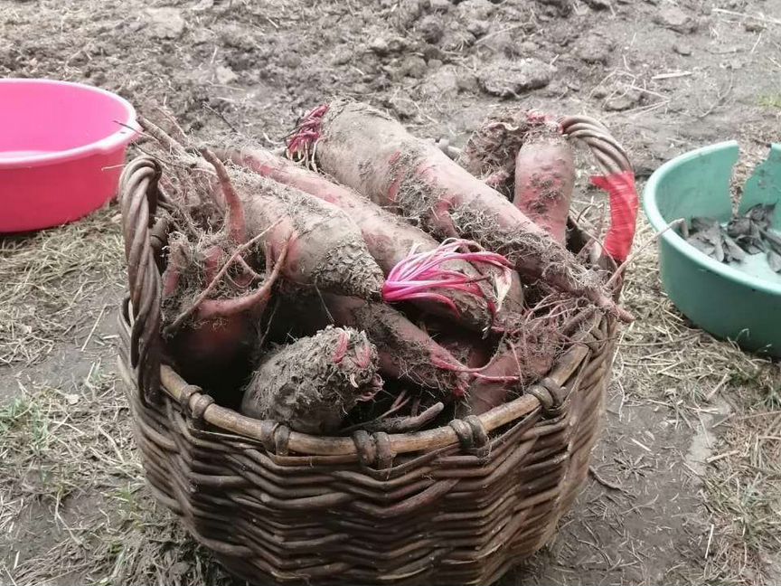 Свекла кормовая