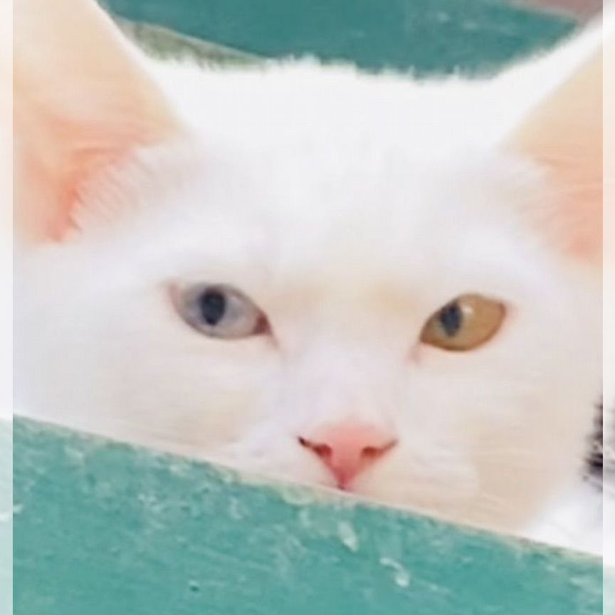 Белые котята погибают на улице