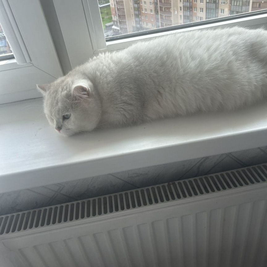 Котик шиншиловый британец