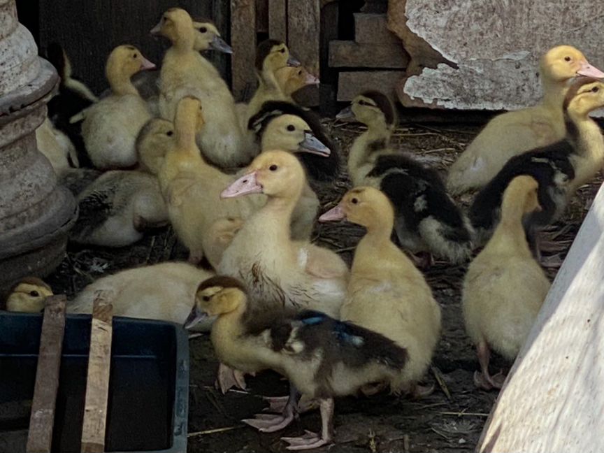 Утята индоутки месячные