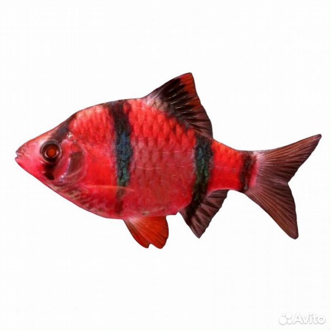 Барбус красный гло