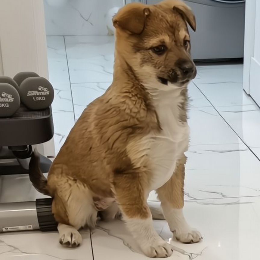 Фарфоровая гончая, щенок