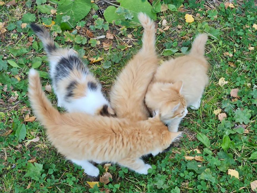 Милые котята ищут заботливых хозяев
