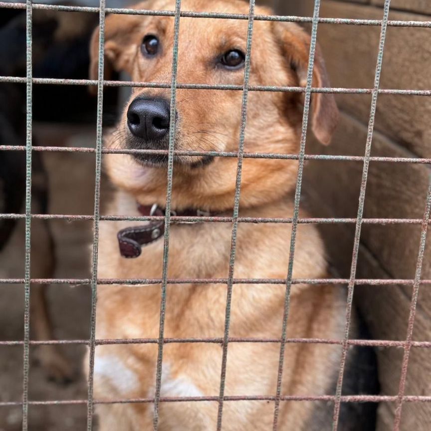 Баффи очень нужен дом