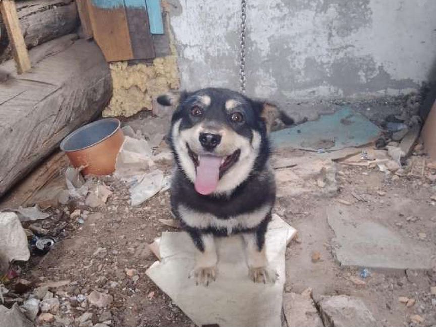 Собака в добрые руки отдам бесплатно