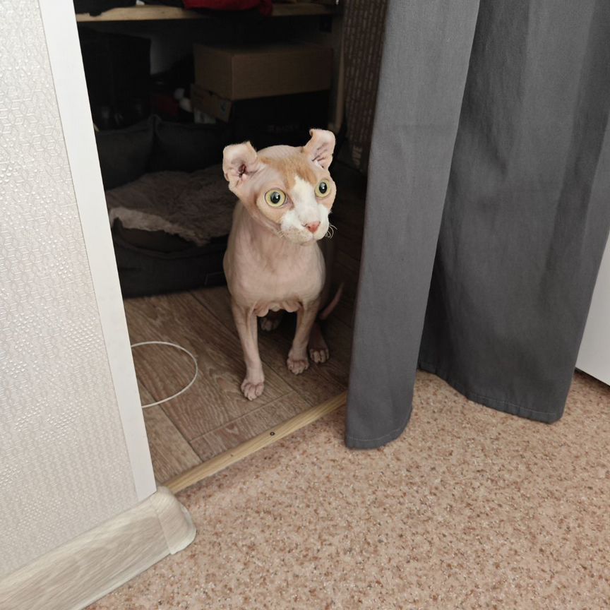 Лысый кот свинкс