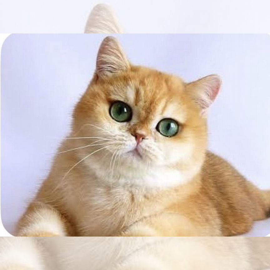 Британский короткошёрстный, взрослый кот