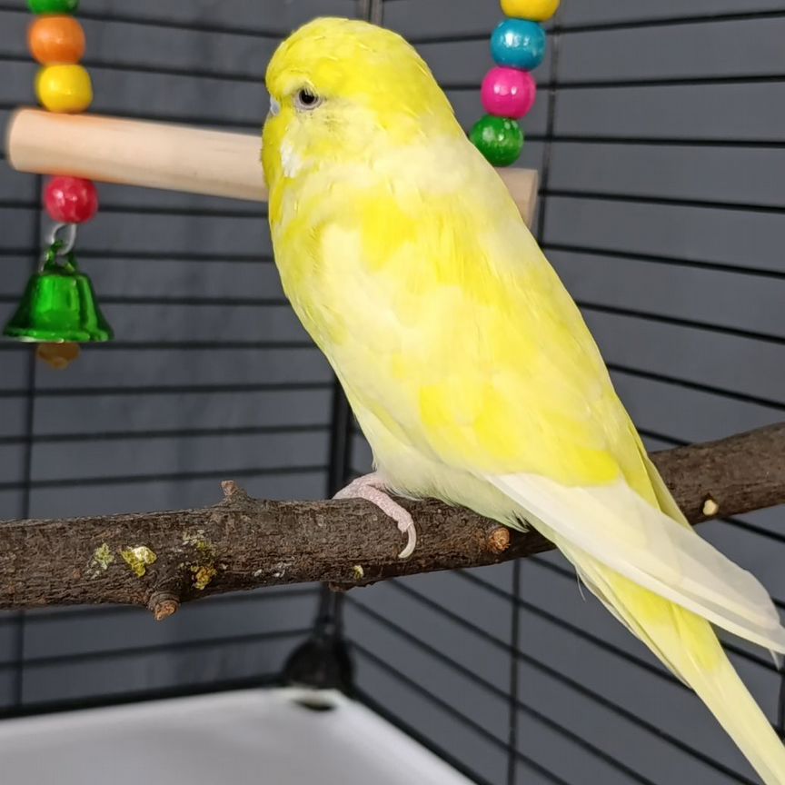 Попугай чех