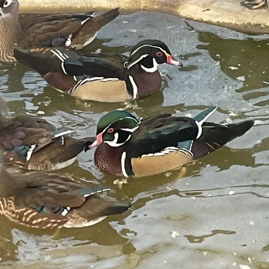 Яйцо каролинка утка