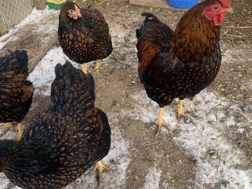 Карликовый виандот