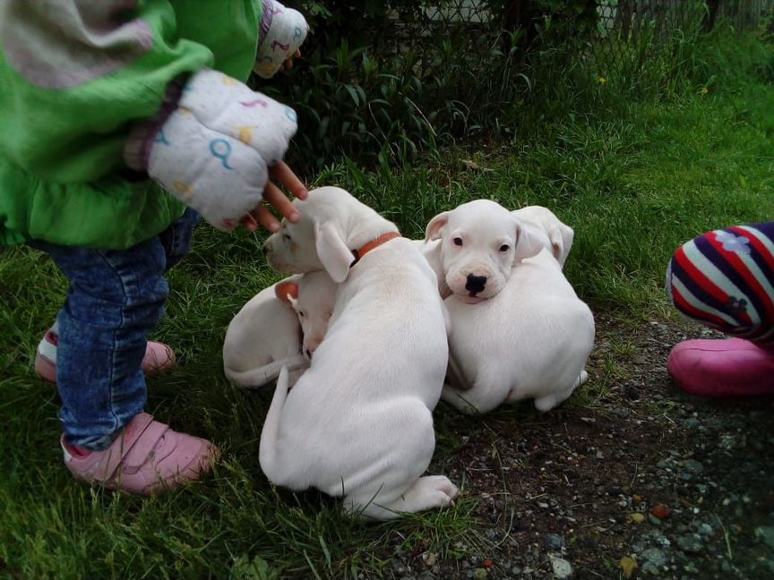 Аргентинский дог девочка в любимцы 1 мес