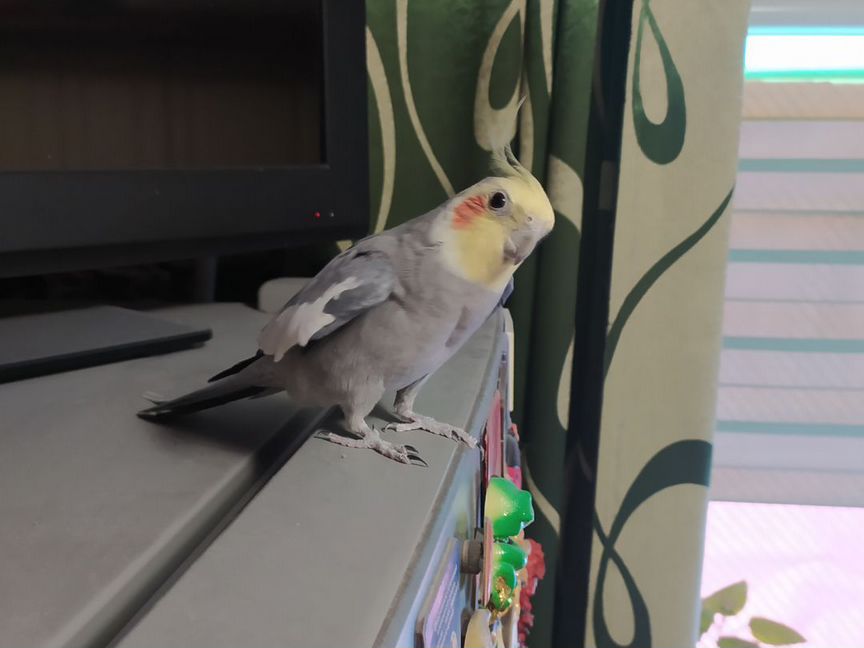 Попугай корелла с клеткой